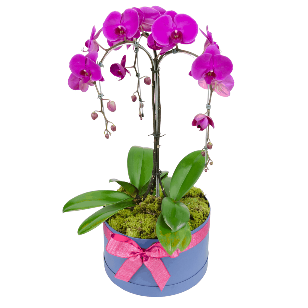 Orquídea Denfalys – Odair Romeiro – Boutique das Flores